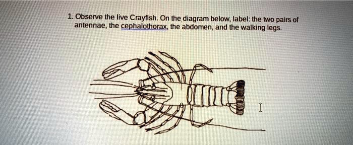 observe the live crayfish on the diagram below label the iwo pairs of ...