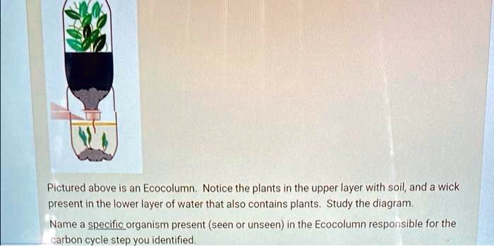 Pictured above is an Ecocolumn. Notice the plants in the upper layer ...