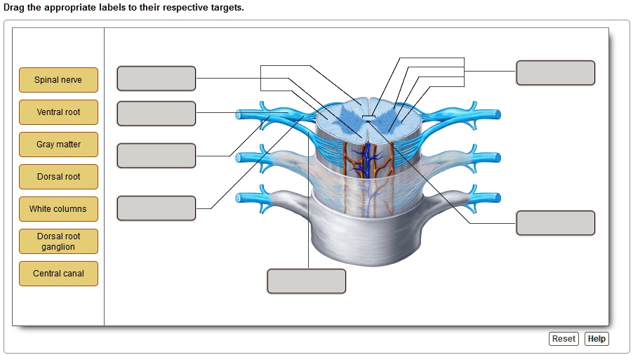 SOLVED: Drag the appropriate labels to their respective targets. Spinal nerve Ventral root ...