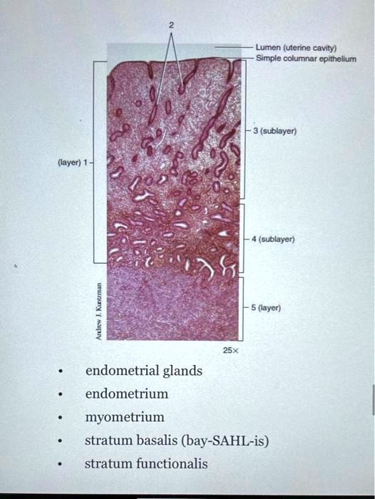 SOLVED: Lumen (uterine cavity) Simple columnar epithelium (sublayer ...