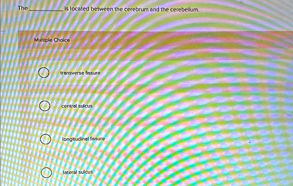 the transverse fissure is located between the cerebrum and the ...