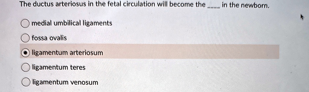 the ductus arteriosus in the fetal circulation will become the in the ...