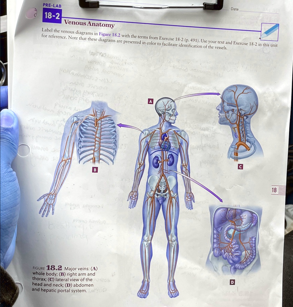 pre lab date 18 2 venous anatomy label the venous diagrams in figure ...