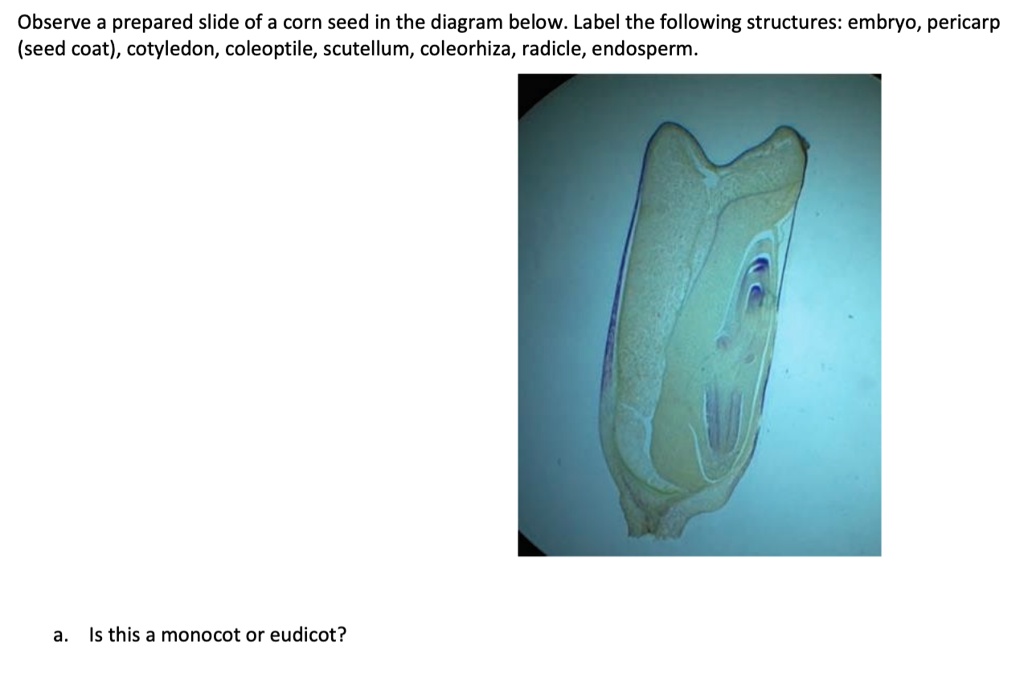 SOLVED: Observe a prepared slide of a corn seed in the diagram below ...