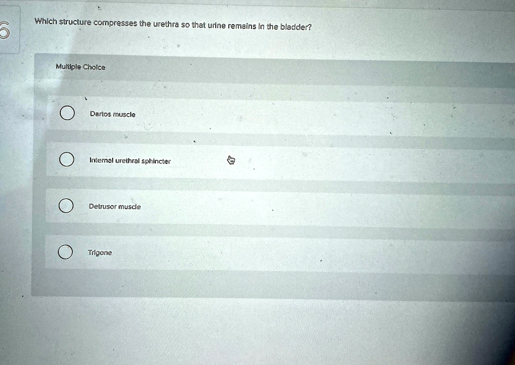 which structure compresses the urethra so that urine remains in the ...