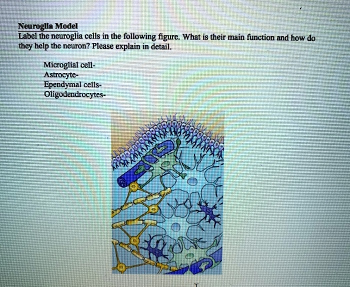 Neuroglia Model Label the neuroglia cells in the following figure. What ...
