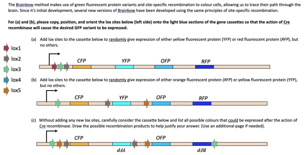 the brainbow method makes use of green fluorescent protein variants and ...