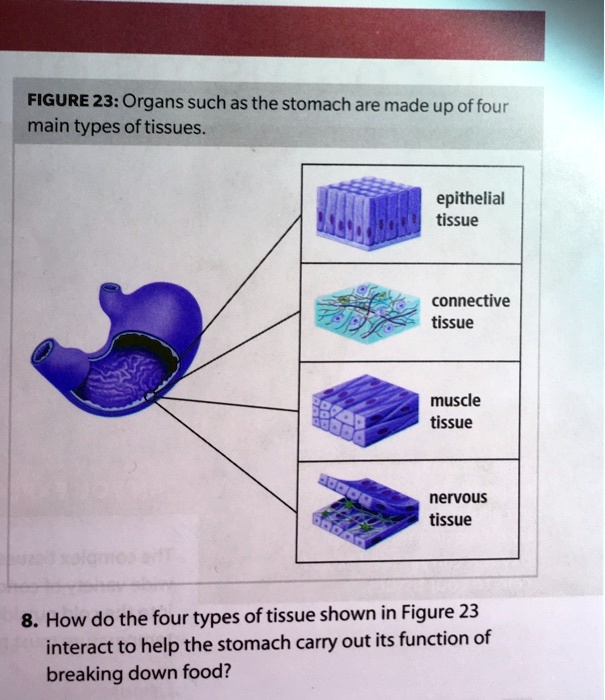 SOLVED: FIGURE 23: Organs such asthe stomach are made up of four main ...