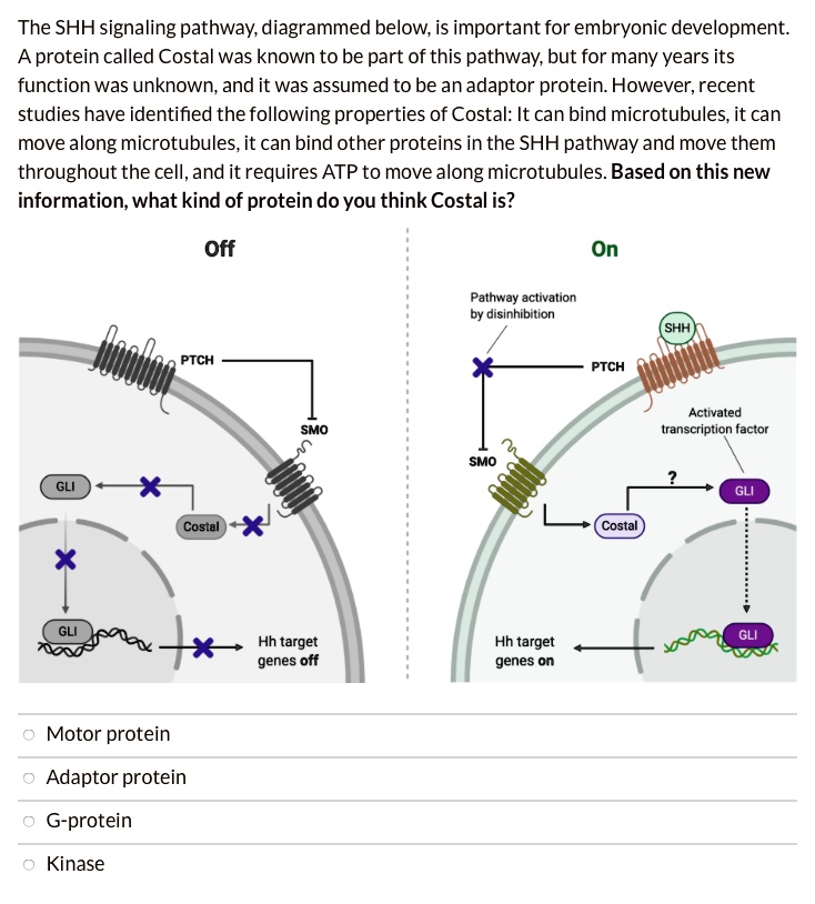 SOLVED: The SHH signaling pathway, diagrammed below, is important for ...