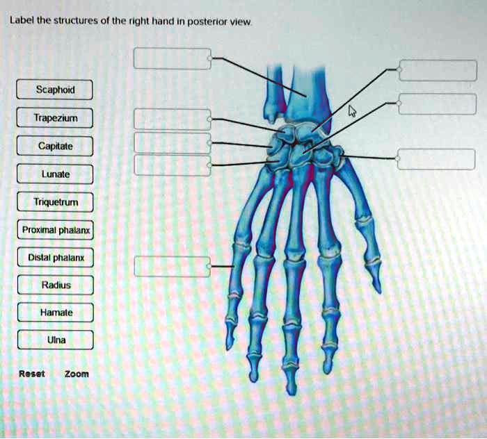 label the structures of the right hand in posterior view scaphoid ...
