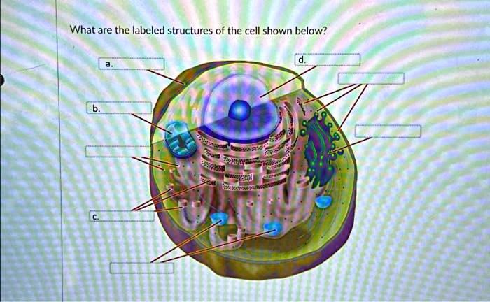 What are the labeled structures of the cell shown...
