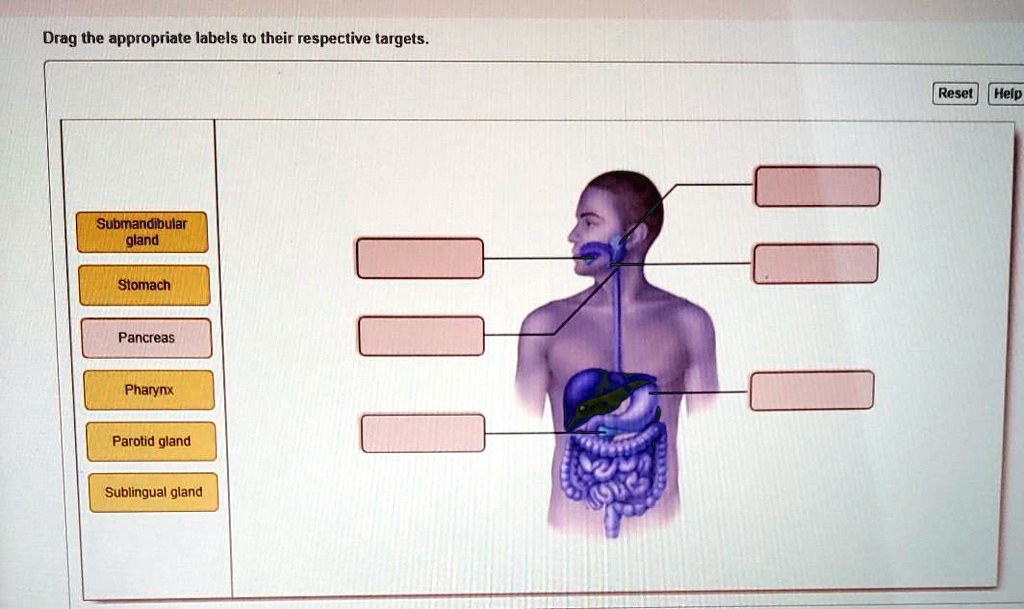 SOLVED: Drag the appropriate labels to their respective targets. Reset Help Submandibular gland ...