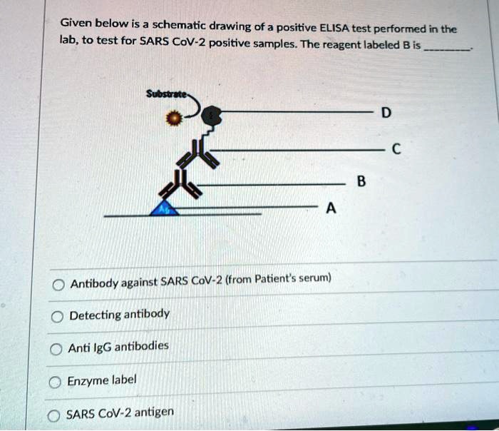 SOLVED: Given below is a schematic drawing of a positive ELISA test ...