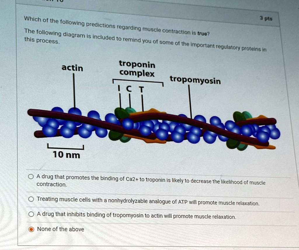 SOLVED: 3pts Which of the following predictions regarding muscle ...