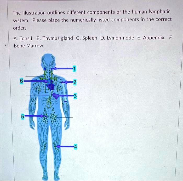 The illustration outlines different components of the human lymphatic ...