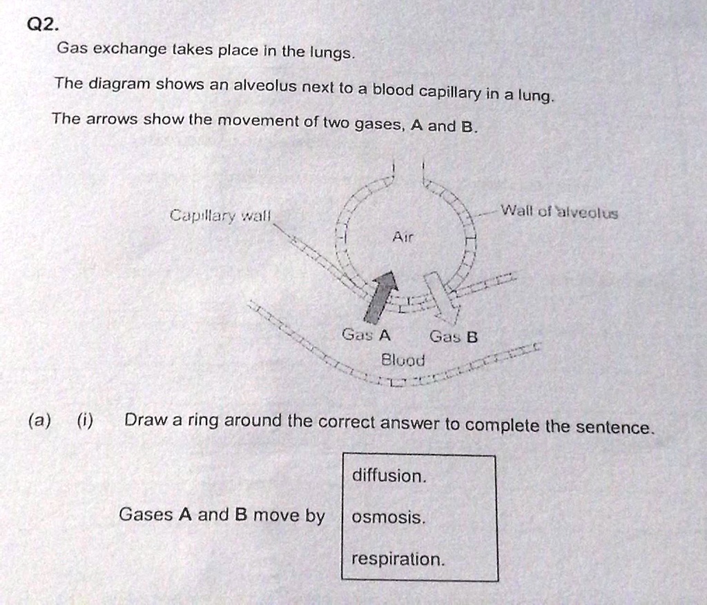 SOLVED: Find the correct answer: Gases A and B move by diffusion ...