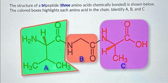 SOLVED: The structure of a tripeptide (three amino acids chemically ...