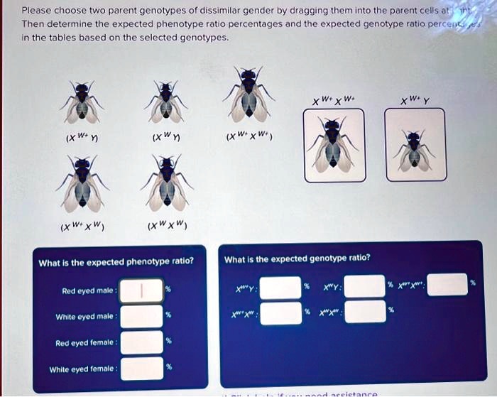 SOLVED: Please choose two parent genotypes of dissimilar gender by ...