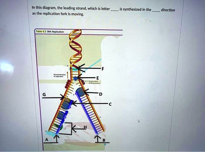 in this diagram the leading strand which is letter as the replication ...