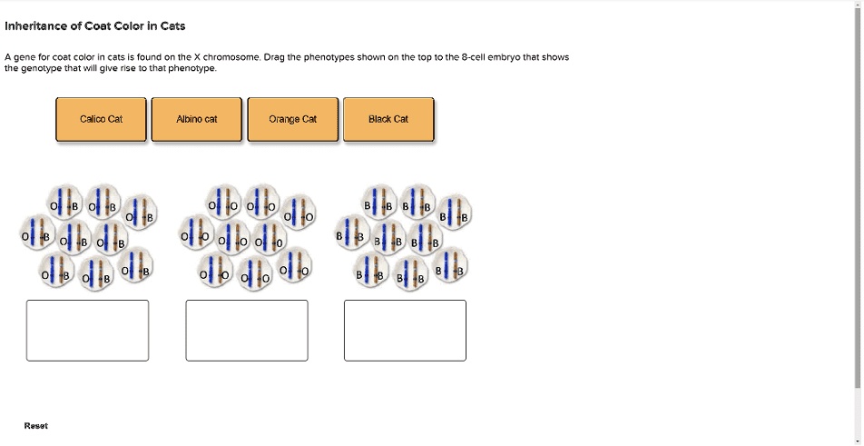 Inheritance of Coat Color in Cats: A gene for coat color in cats is ...