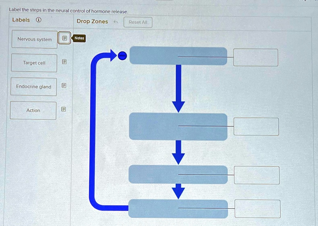 Label the steps in the neural control of hormone release. Labels Drop ...