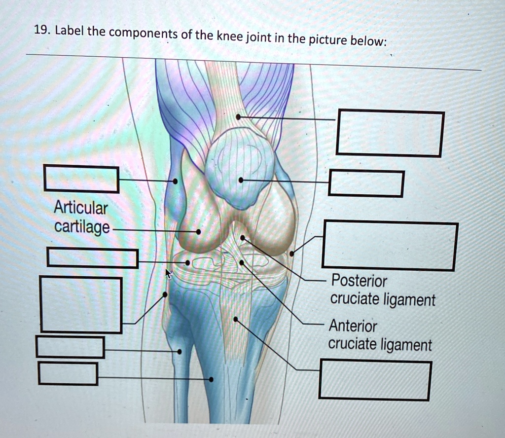 19. Label the components of the knee joint in the picture below ...