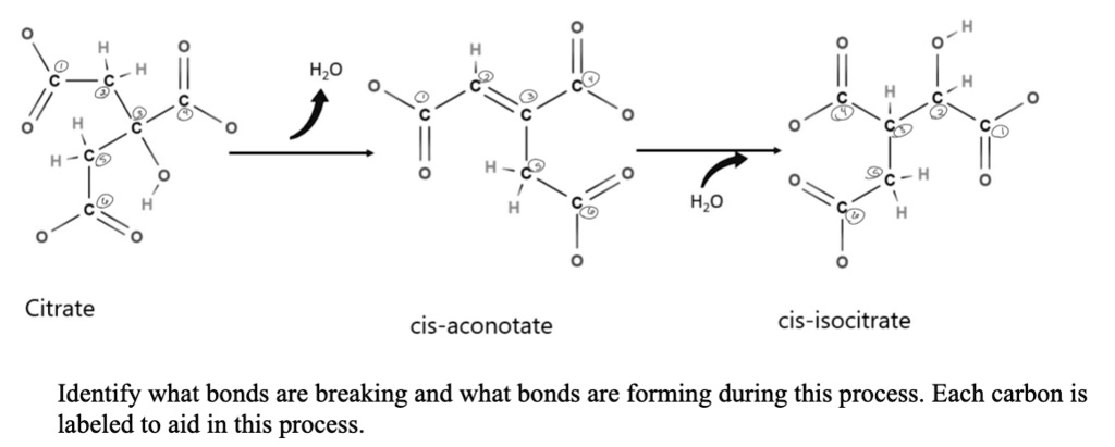 SOLVED: H2O H2O Citrate cis-isocitrate cis-aconitate Identify what ...