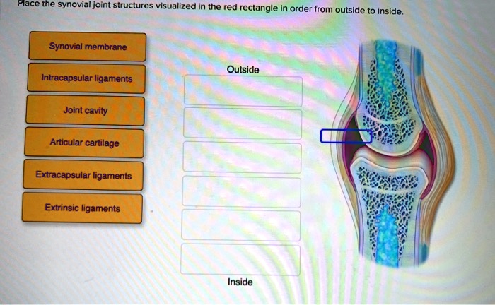 Examine the synovial joint structures visualized in the red rectangle ...