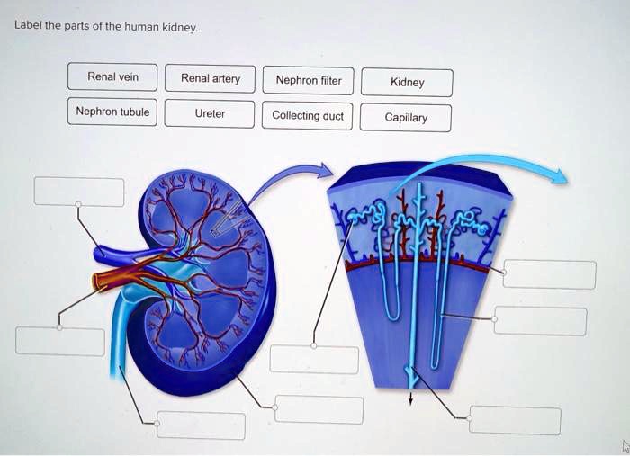 Label the parts of the human kidney. Renal vein Renal artery Nephron ...