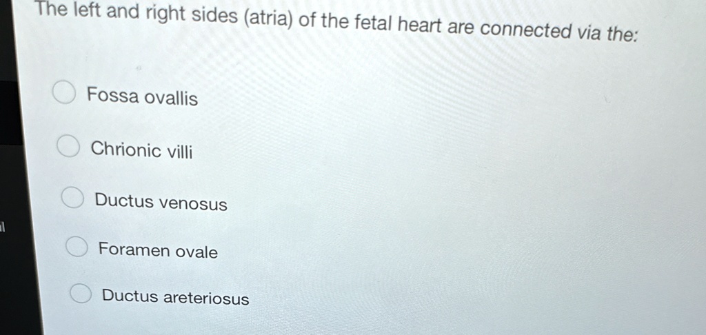 the left and right sides atria of the fetal heart are connected via the ...
