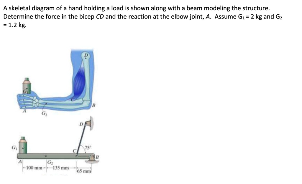 SOLVED: A skeletal diagram of a hand holding a load is shown along with ...