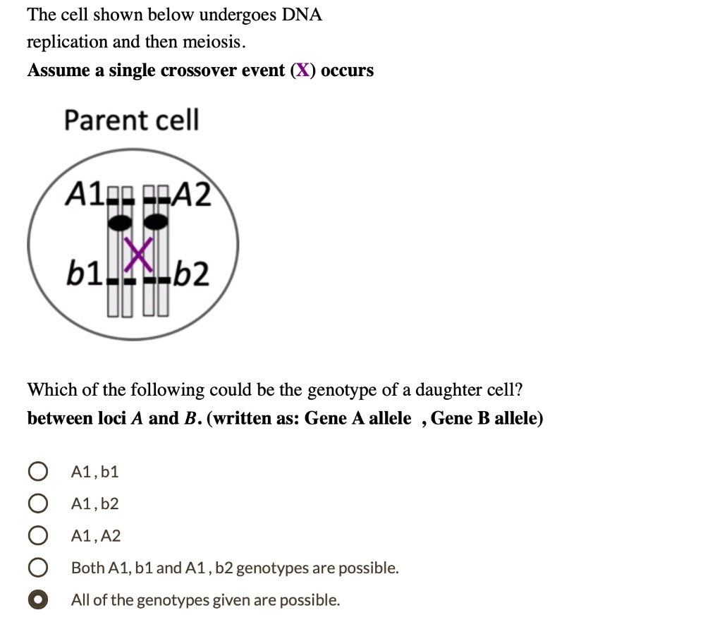 SOLVED: The cell shown below undergoes DNA replication and then meiosis Assume a single ...