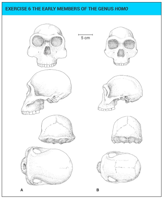 EXERCISE 6 THE EARLY MEMBERS OF THE GENUS HOMO 5 cm A B
