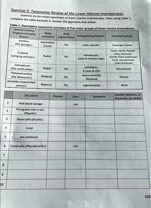 SOLVED: Domain: Eukaryota Kingdom: Animalia Body Phylum: Segmentation ...