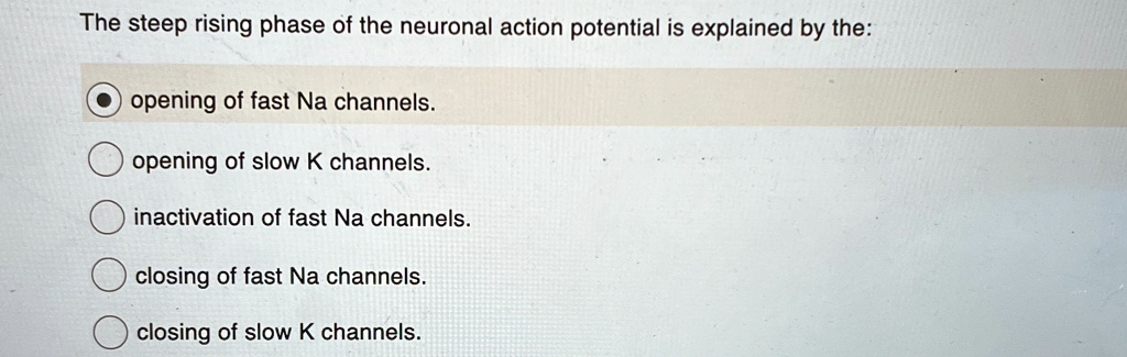 The steep rising phase of the neuronal action potential is explained by ...