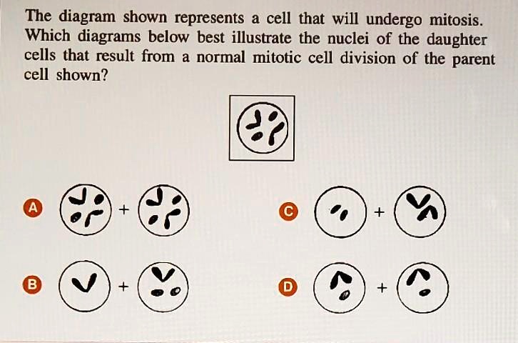 The diagram shown represents a cell that will undergo mitosis. Which ...