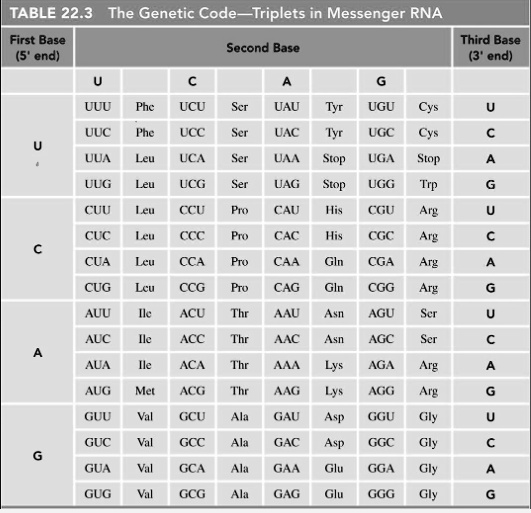 table 223 the genetic code triplets in messenger rna first base third ...