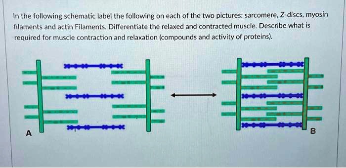 SOLVED: In the following schematic, label the following on each of the ...
