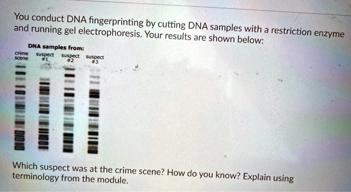 SOLVED: You conduct DNA fingerprinting by and running gel ...