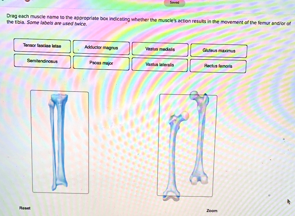 Need help dragging to correct place saved drag each muscle...