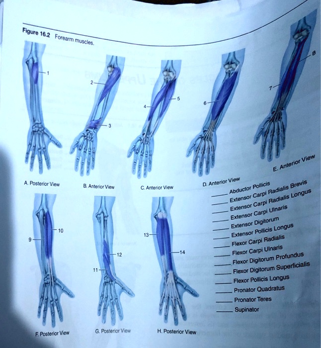 SOLVED: Figure 16.2: Forearm Muscles E. Anterior View D. Anterior View ...