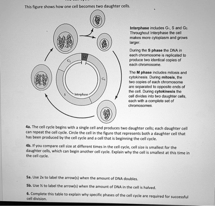 this figure shows how one cell becomes two daughter cells interphase ...