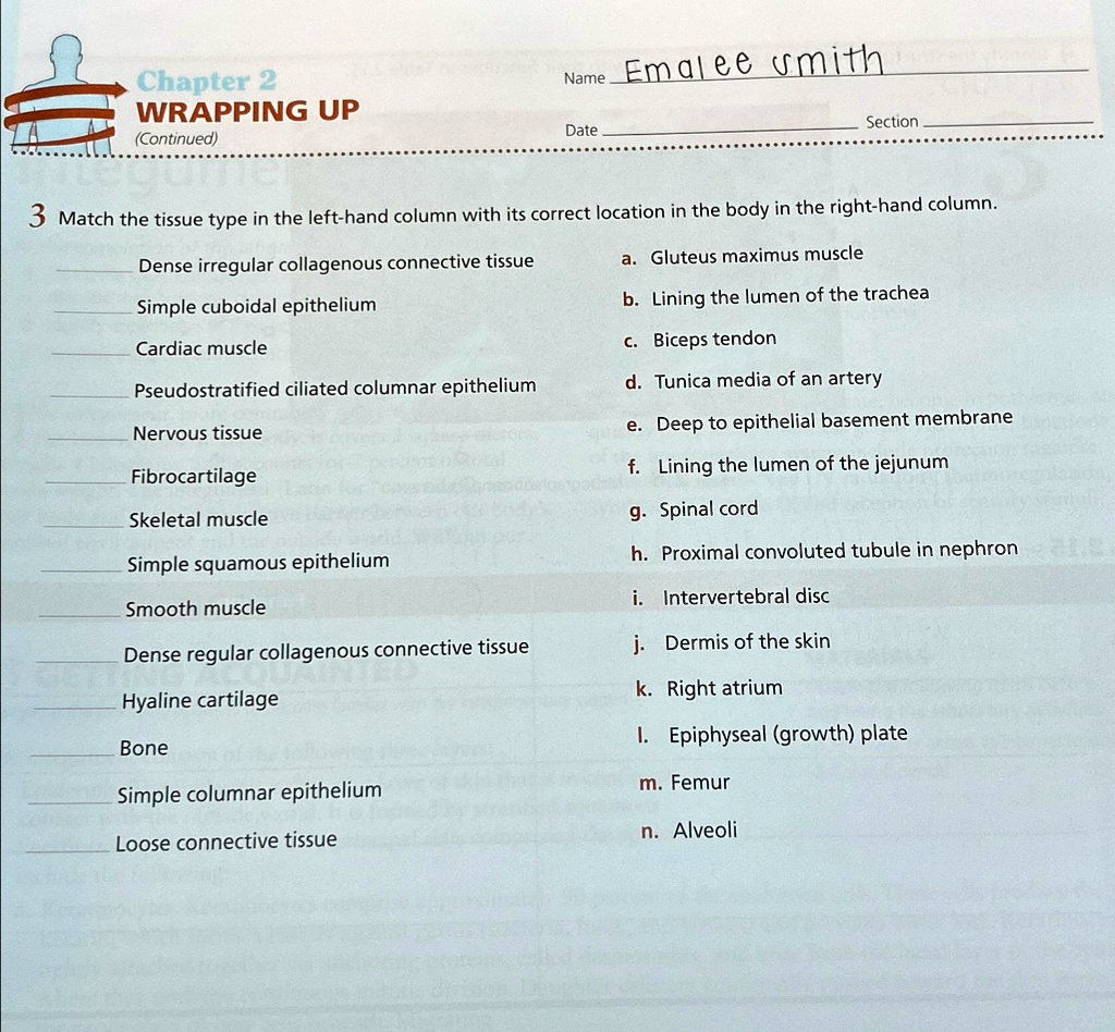 SOLVED: Name: Emalee Smith Date: Section: 3 Match the tissue type in ...