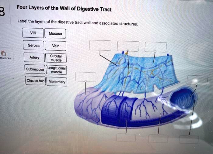 SOLVED: Four Layers of the Wall of Digestive Tract Label the layers of ...