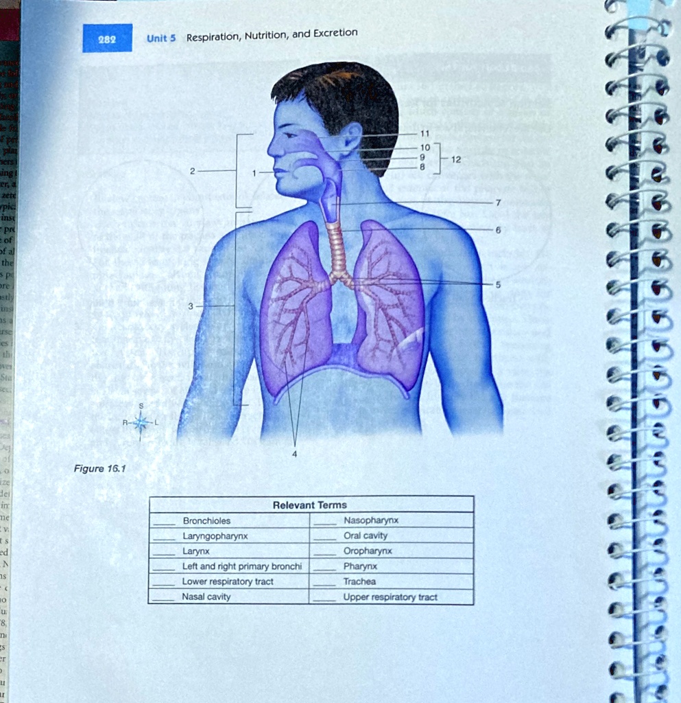 SOLVED: Respiration, Nutrition, and Excretion Unit 5 Respiration ...