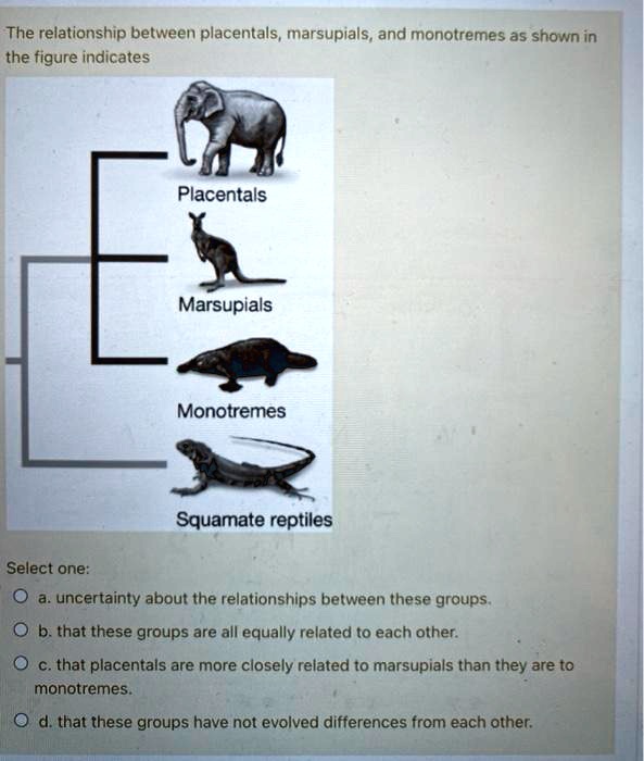 SOLVED: The relationship between placentals, marsupials, and monotremes ...