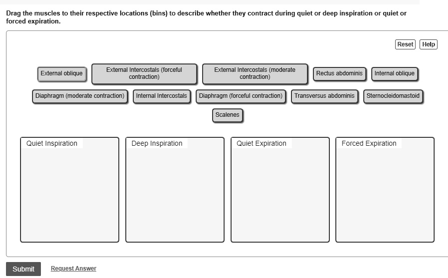 Drag the muscles to their respective locations (bins) to describe ...
