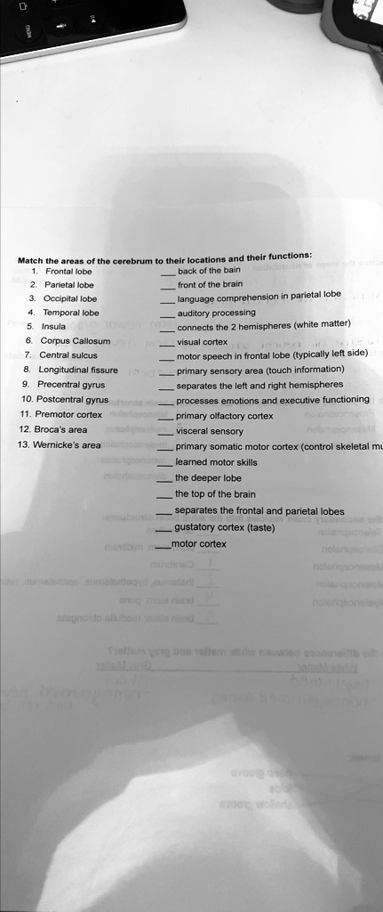 Match the areas of the cerebrum to their locations and their functions ...
