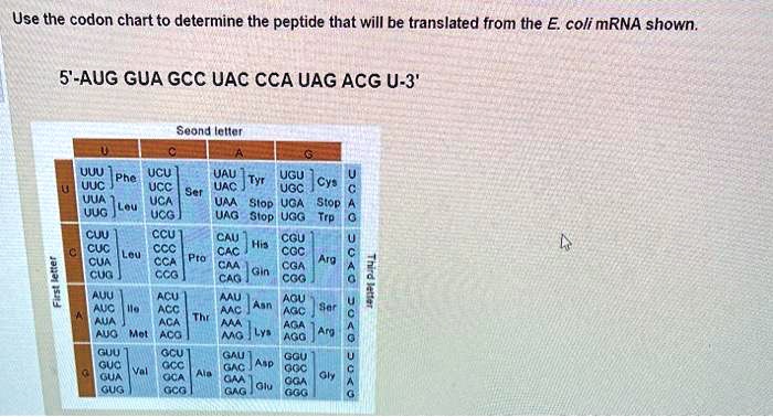 SOLVED: Use the codon chart to determine the peptide that will be ...