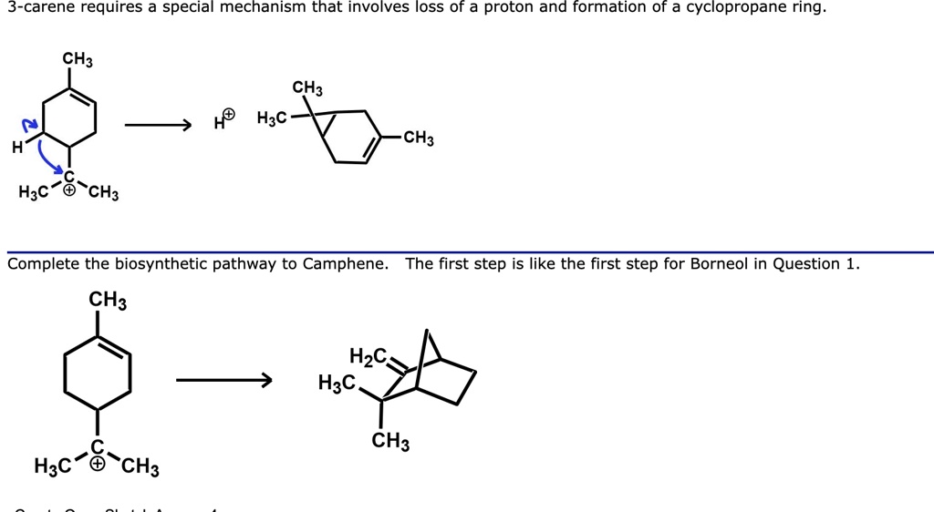 3-carene requires a special mechanism that involves loss of a proton ...